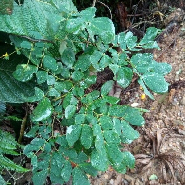 Mimosa Rufescens Plant Care & How to Grow, Water