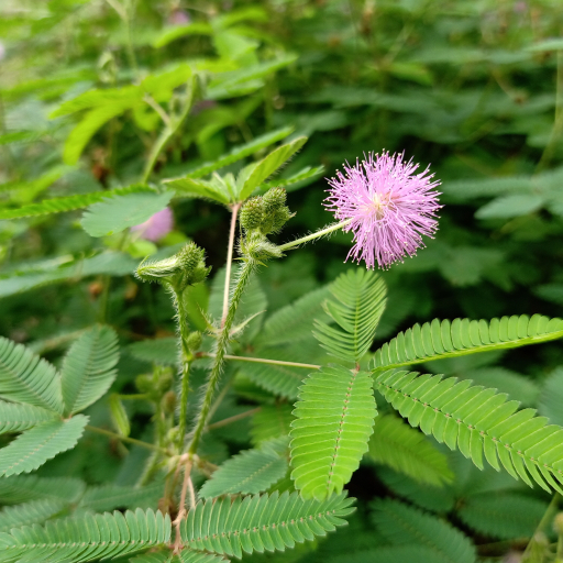 Sensitive Weed (Mimosa Sensitiva) Plant Care & How to Grow, Water