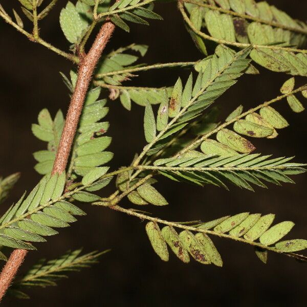 Mimosa Tricephala Plant Care & How to Grow, Water