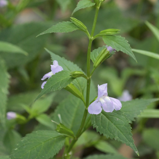 Sharpwing Monkeyflower (Mimulus Alatus) Plant Care & How to Grow, Water