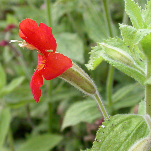 Scarlet Monkeyflower (Mimulus Cardinalis) Plant Care & How to Grow, Water