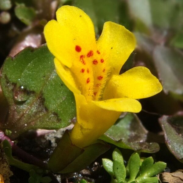 Roundleaf Monkeyflower (Mimulus Glabratus) Plant Care & How to Grow, Water