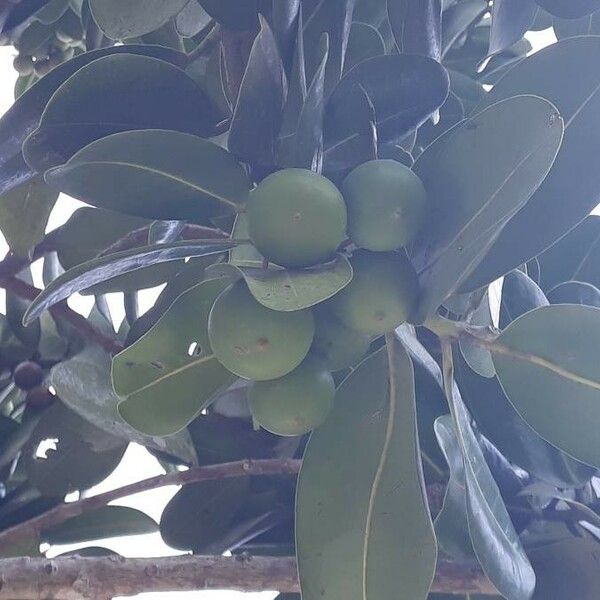 Mimusops (Mimusops Coriacea) Plant Care & How to Grow, Water