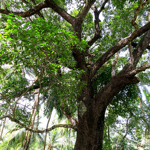 Spanish Cherry (Mimusops Elengi) Plant Care & How to Grow, Water