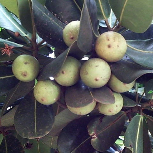 Mimusops Petiolaris Plant Care & How to Grow, Water