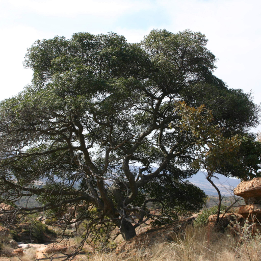 Transvaal Red Milkwood (Mimusops Zeyheri) Plant Care & How to Grow, Water