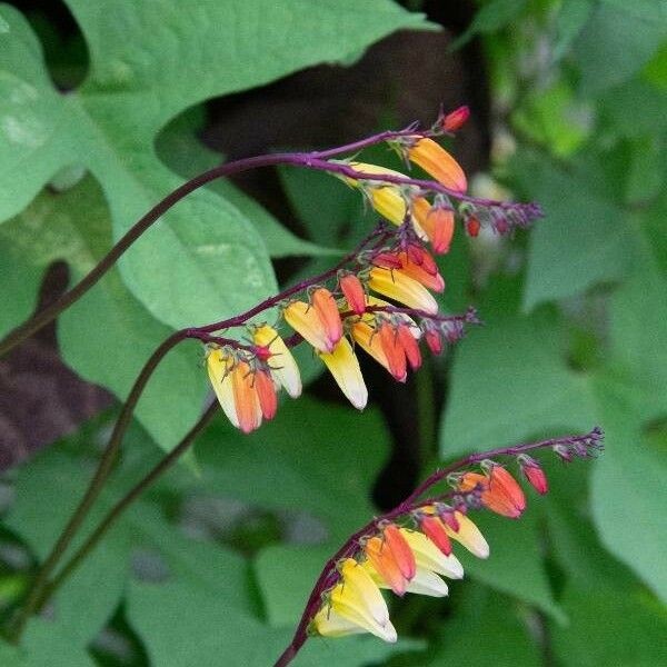 Firecracker Vine (Mina Lobata) Plant Care & How to Grow, Water