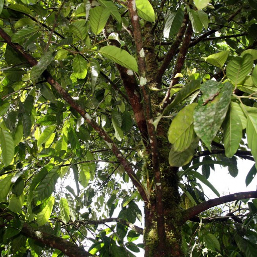 Black Manwood (Minquartia Guianensis) Plant Care & How to Grow, Water