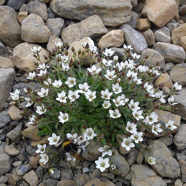 Minuartia Cerastiifolia Plant Care & How to Grow, Water