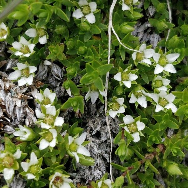 Minuartia Cherlerioides Plant Care & How to Grow, Water
