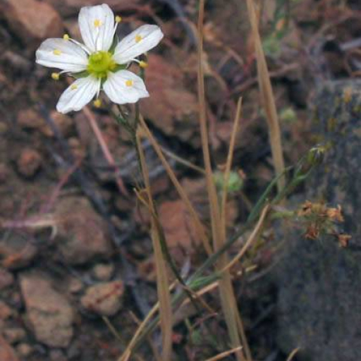 Douglas' Stitchwort (Minuartia Douglasii) Plant Care & How to Grow, Water