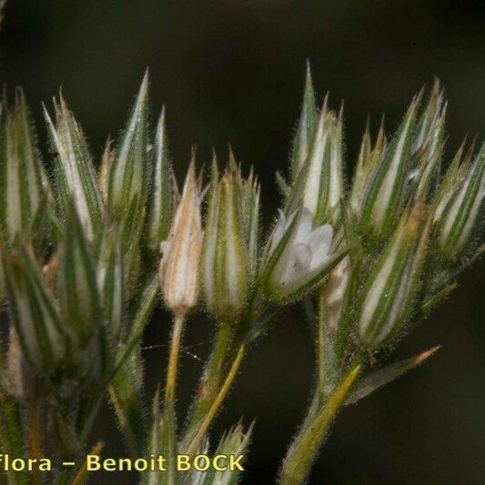 Minuartia Glomerata Plant Care & How to Grow, Water