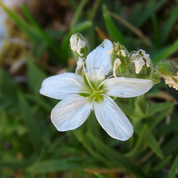 Minuartia Graminifolia Plant Care & How to Grow, Water