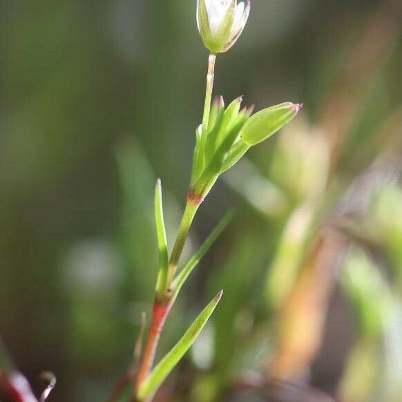Fine-Leaf Sandwort (Minuartia Hybrida) Plant Care & How to Grow, Water