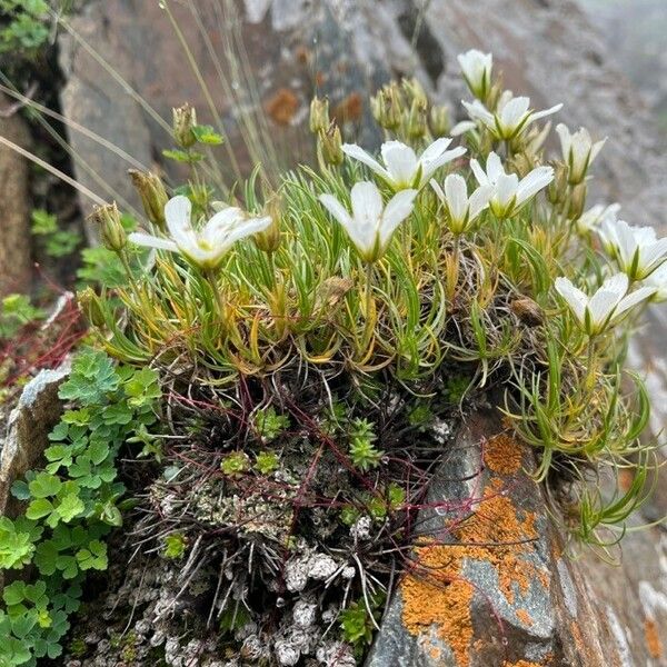 Minuartia Kashmirica Plant Care & How to Grow, Water