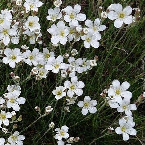 Minuartia Laricifolia Plant Care & How to Grow, Water