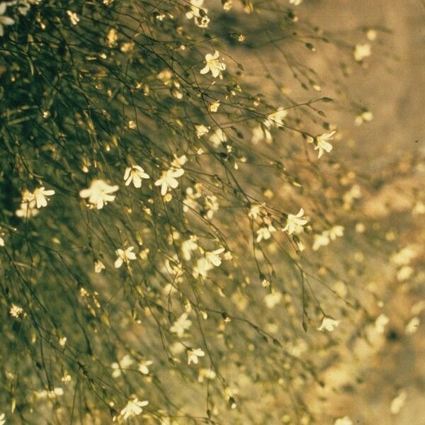 Rock Sandwort (Minuartia Michauxii) Care Guide: Water, Soil ...