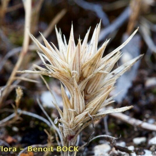 Minuartia Montana Plant Care & How to Grow, Water