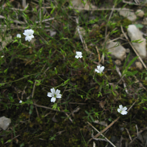 Pitcher's Stitchwort (Minuartia Patula) Care Guide: Water, Soil ...
