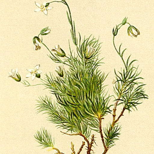 Recurved Sandwort (Minuartia Recurva) Plant Care & How to Grow, Water