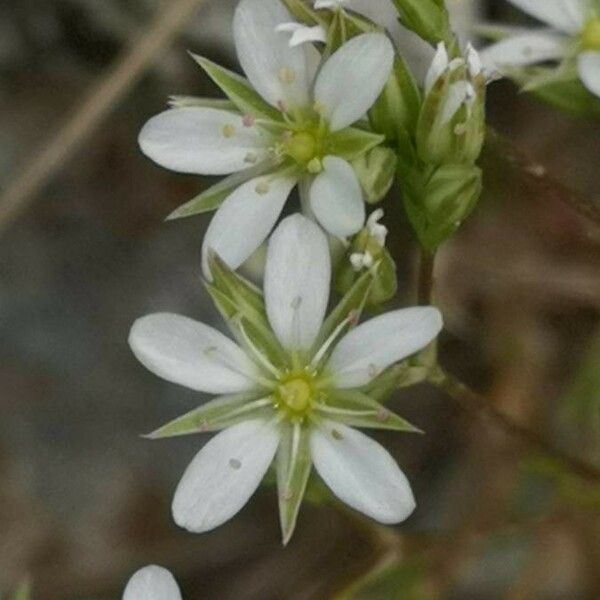 Minuartia Rostrata Plant Care & How to Grow, Water