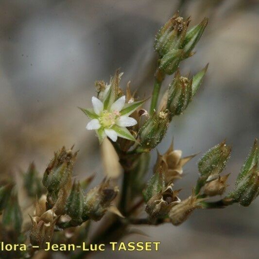 Red Sandwort (Minuartia Rubra) Plant Care & How to Grow, Water