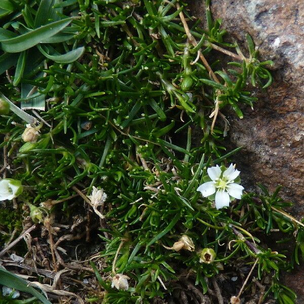 Minuartia Rupestris Plant Care & How to Grow, Water