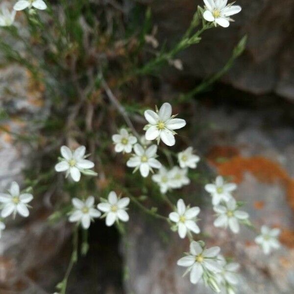 Minuartia Setacea Plant Care & How to Grow, Water