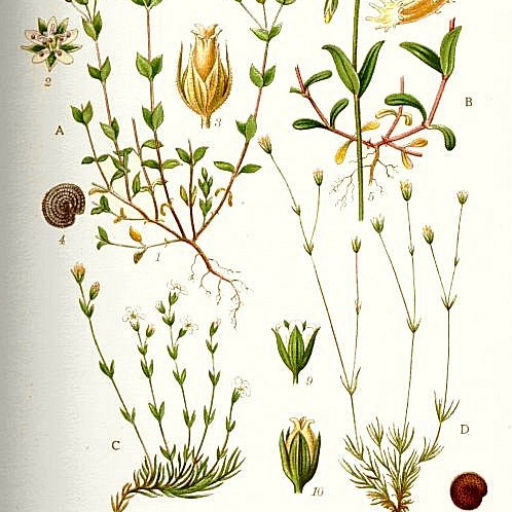 Bog Stitchwort (Minuartia Stricta) Plant Care & How to Grow, Water