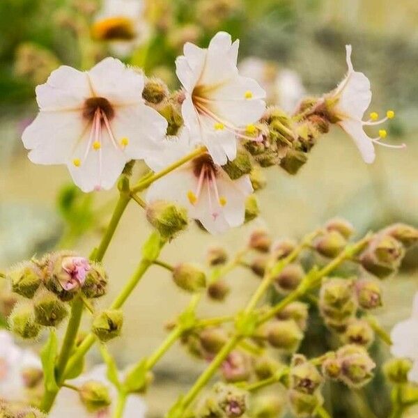 Mirabilis Elegans Care Guide: Water, Soil & Propagation - Plantiary