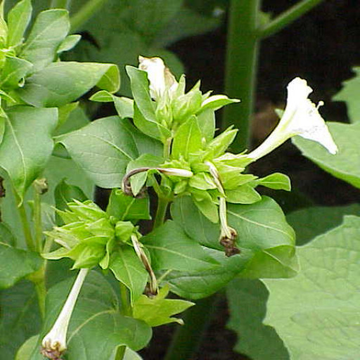 Four O'clock Flower (Mirabilis Jalapa) Plant Care & How to Grow, Water