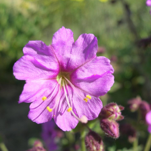 Desert Wishbone-bush (Mirabilis Laevis) Plant Care & How to Grow, Water
