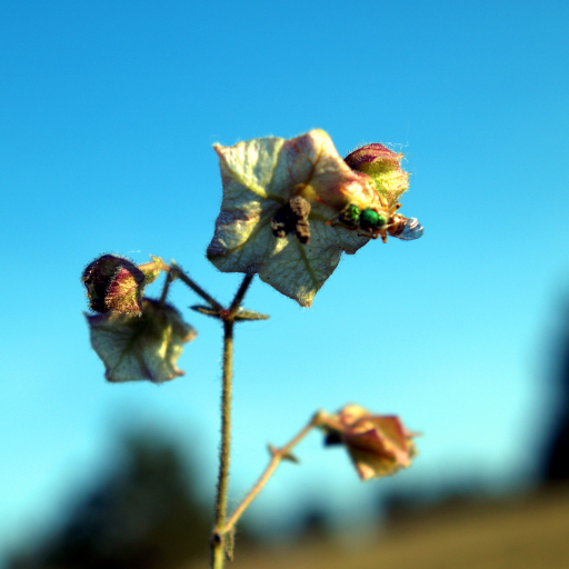 Narrowleaf Four O'clock (Mirabilis Linearis) Plant Care & How to Grow ...