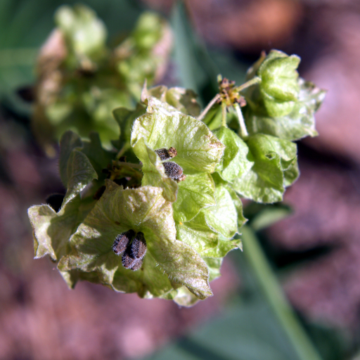 Heartleaf Four O'clock (Mirabilis Nyctaginea) Plant Care & How to Grow ...