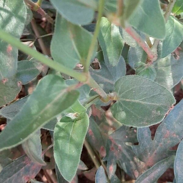 Mirabilis Ovata Plant Care & How to Grow, Water
