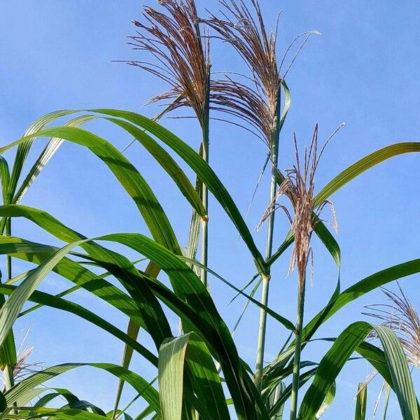 Giant Silver-Grass (Miscanthus × Longiberbis) Plant Care & How to Grow ...