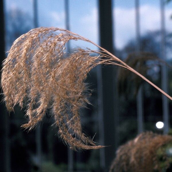 Ginseng Ficus (Ficus Microcarpa) Plant Care & How to Grow, Water