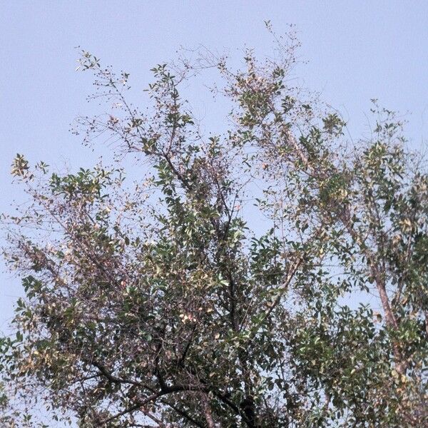 Mitragyna Inermis Plant Care & How to Grow, Water