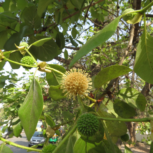True Kadamb (Mitragyna Parvifolia) Plant Care & How to Grow, Water