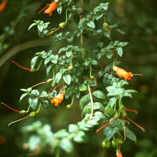 Chilean Mitre Flower (Mitraria Coccinea) Plant Care & How to Grow, Water