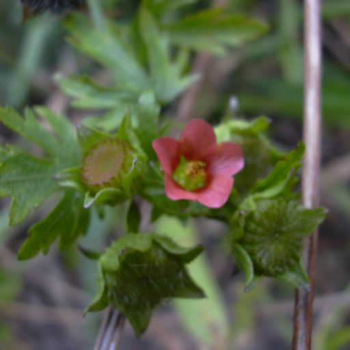 American-Mallow (Modiola Caroliniana) Plant Care & How to Grow, Water