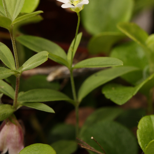 Bluntleaf Sandwort (Moehringia Lateriflora) Plant Care & How to Grow, Water