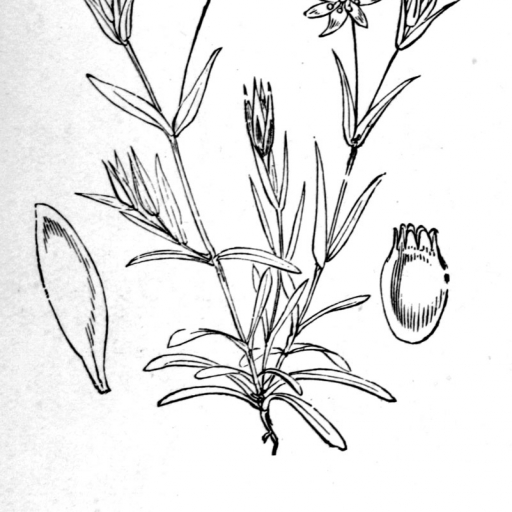 Upright Chickweed (Moenchia Erecta) Plant Care & How to Grow, Water