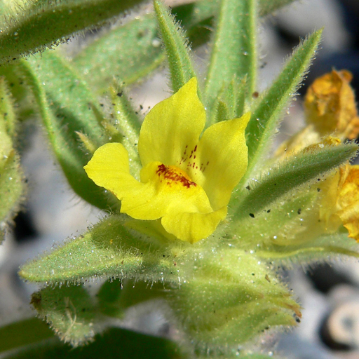 Golden Desert-Snapdragon (Mohavea Breviflora) Care Guide: Water, Soil ...