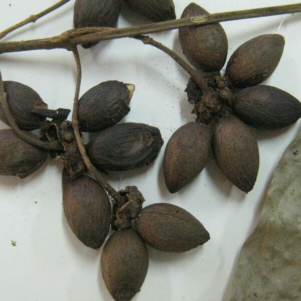 Mollinedia Ovata Care Guide: Water, Soil & Propagation - Plantiary