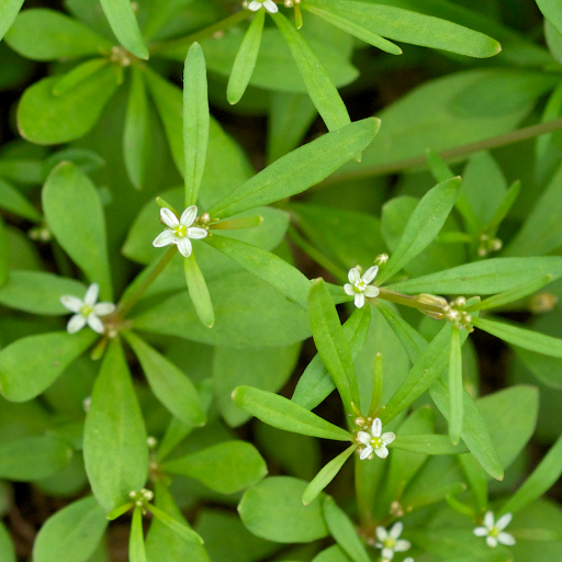Green Carpetweed (Mollugo Verticillata) Plant Care & How to Grow, Water