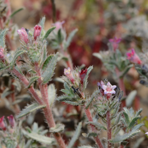 Callous-Leaved Gromwell (Moltkiopsis Ciliata) Care Guide: Water, Soil ...