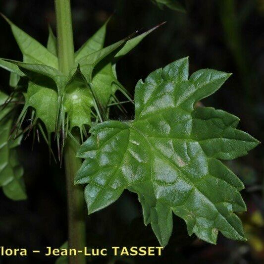 Spiny Mollucca (Moluccella Spinosa) Plant Care & How to Grow, Water