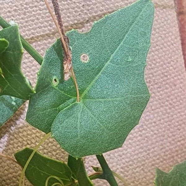 Momordica Boivinii Plant Care & How to Grow, Water