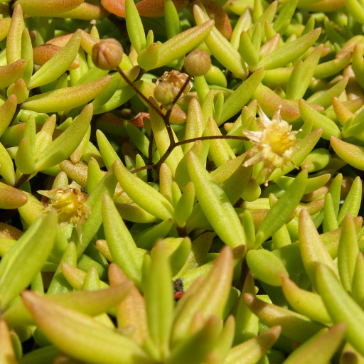 Monanthes Anagensis Care Guide: Water, Soil & Propagation - Plantiary